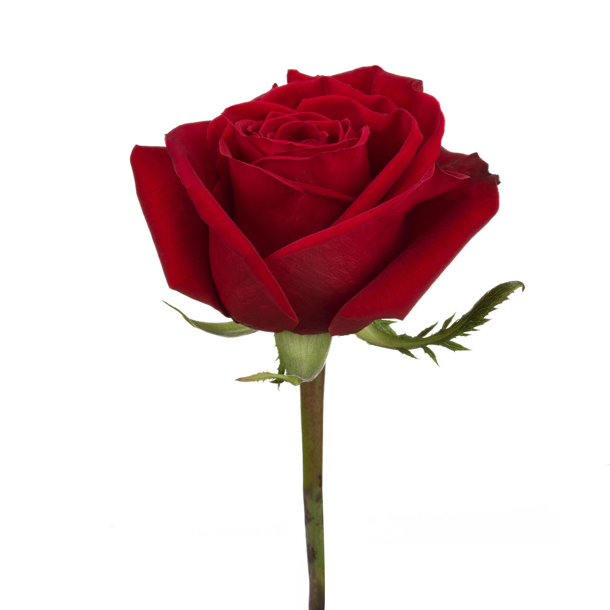 Red Box Rosaprima – FriendsandFamily-Rosaprima