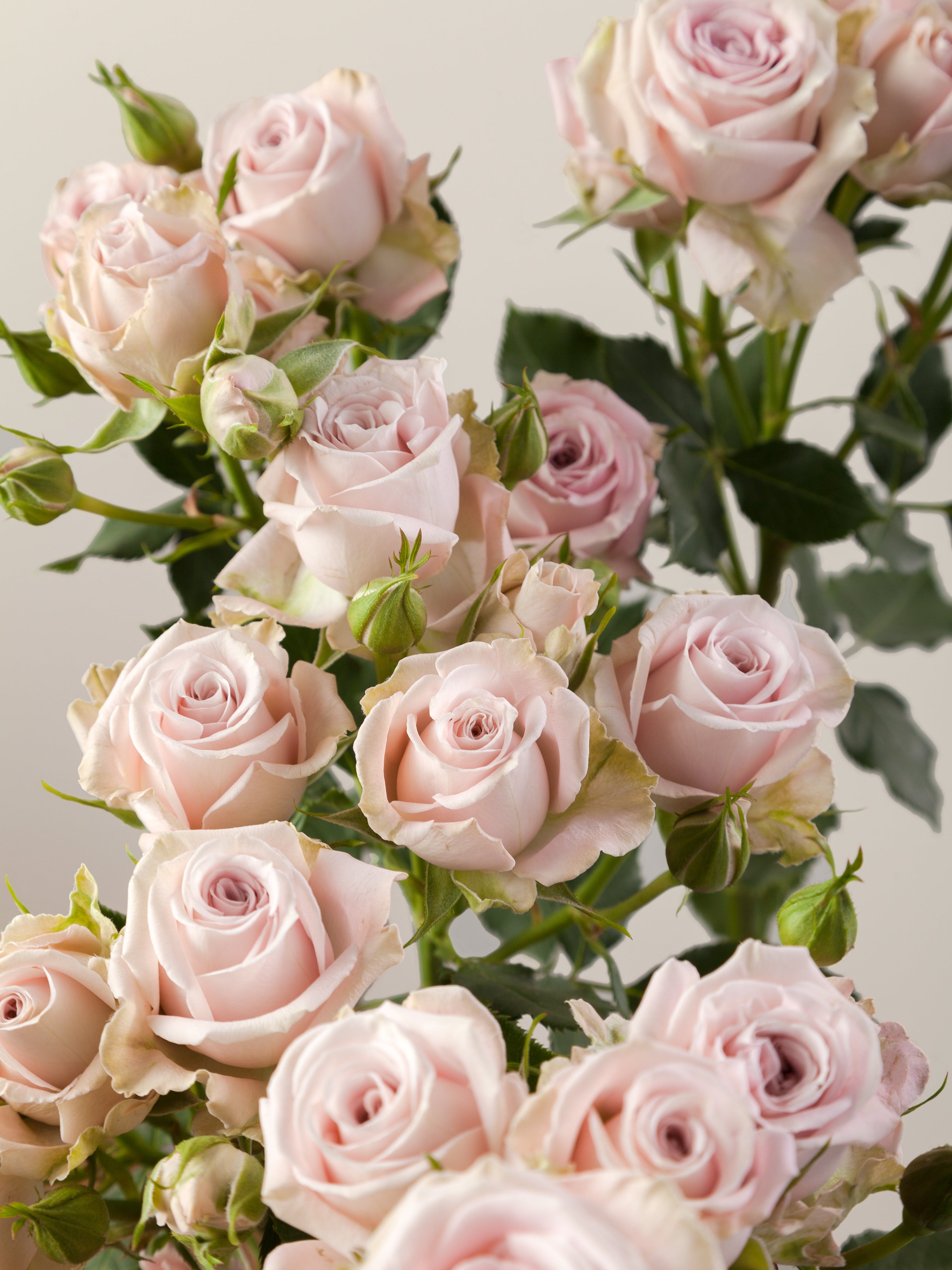 Spray Rose – FriendsandFamily-Rosaprima