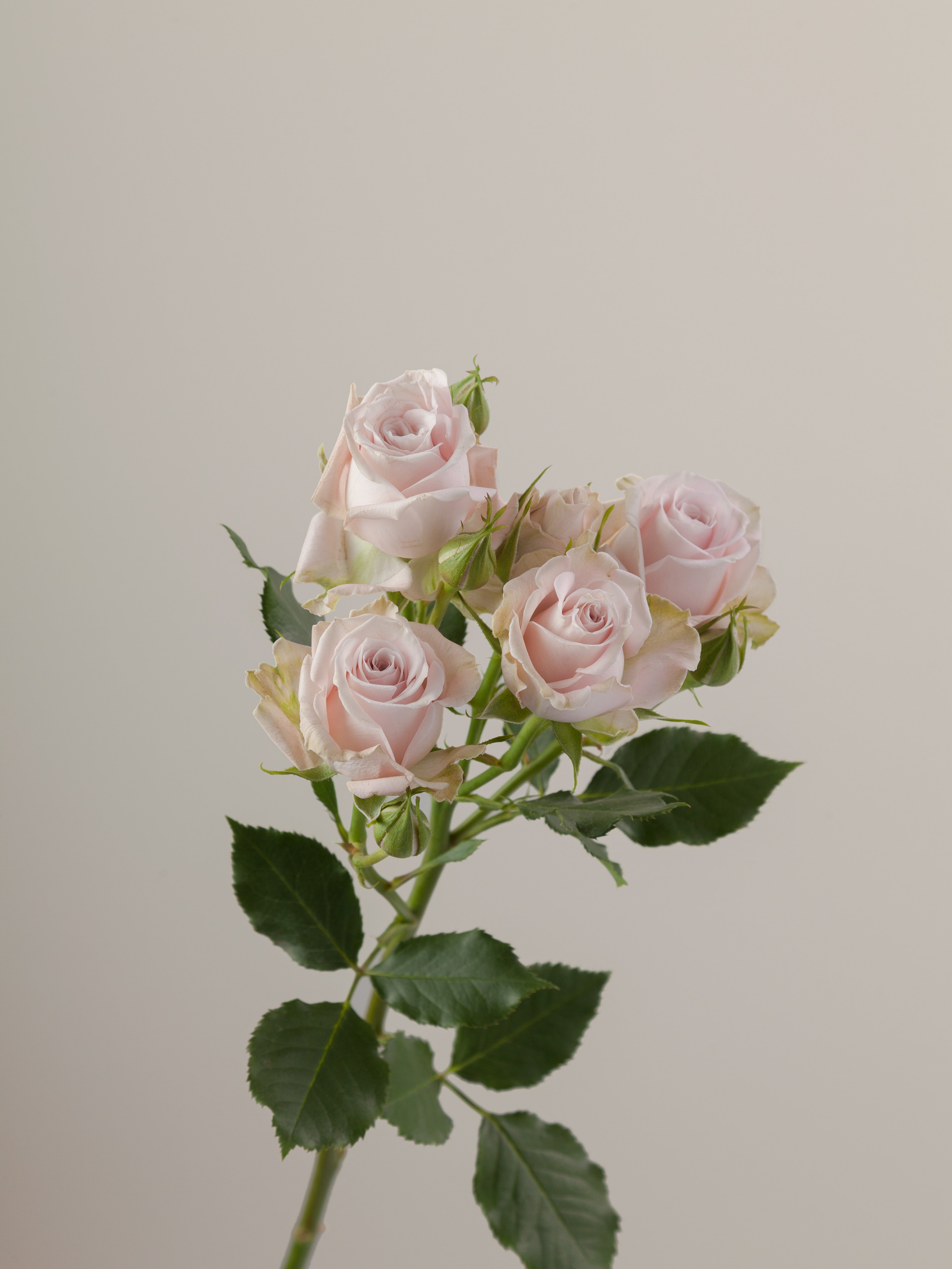 Spray Rose – FriendsandFamily-Rosaprima