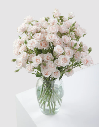 Spray Roses – FriendsandFamily-Rosaprima