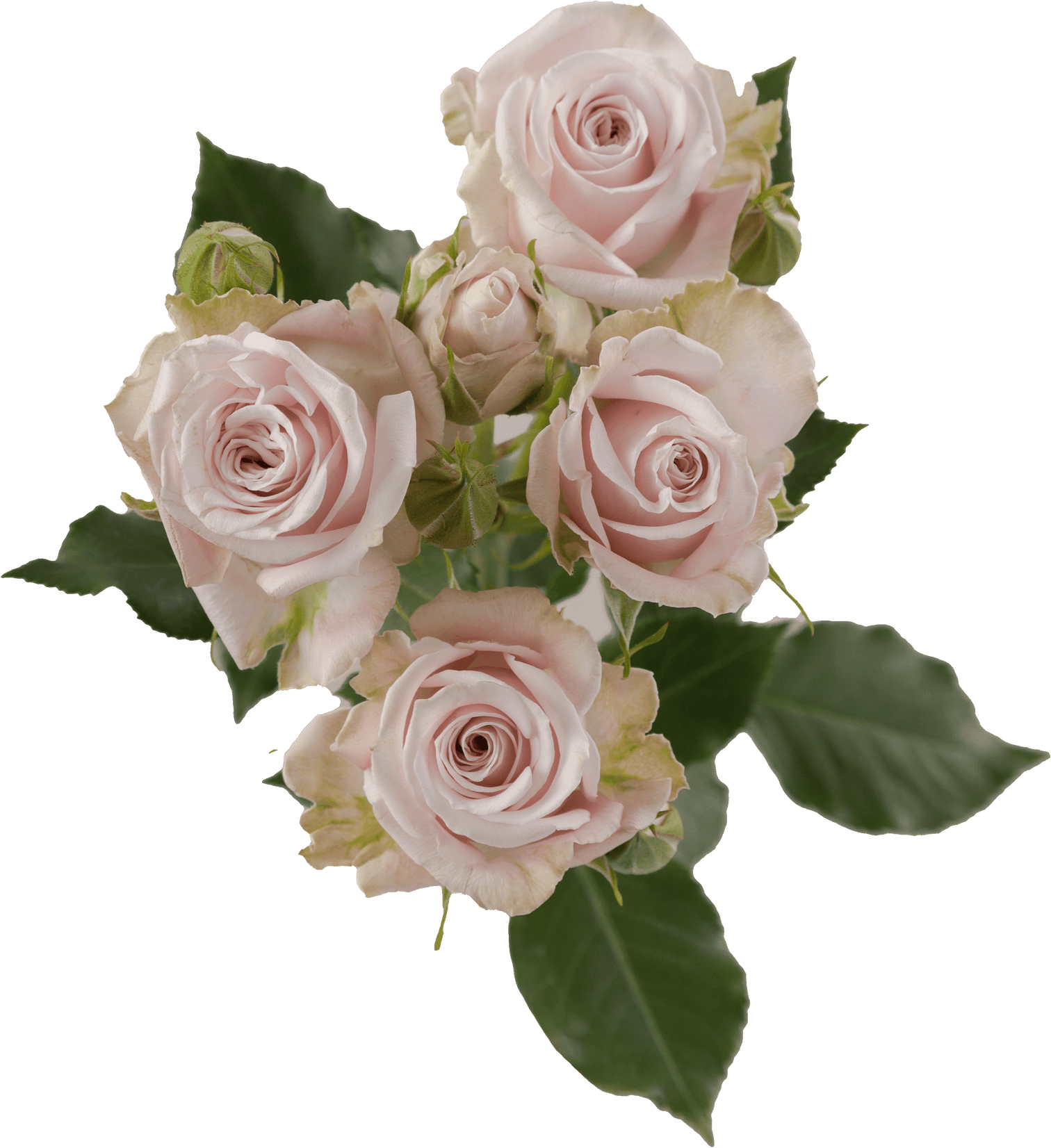 Spray Rose – FriendsandFamily-Rosaprima