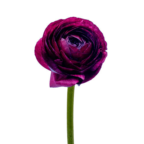 Summer flowers Ranunculos Viola Box – FriendsandFamily-Rosaprima