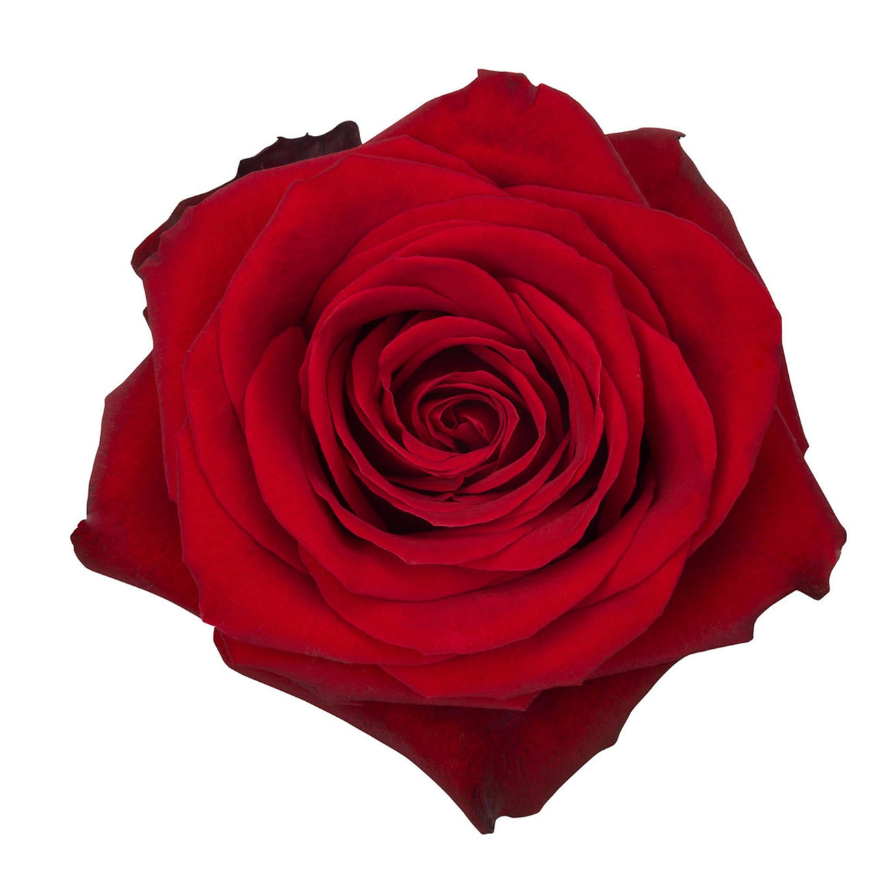 All – FriendsandFamily-Rosaprima