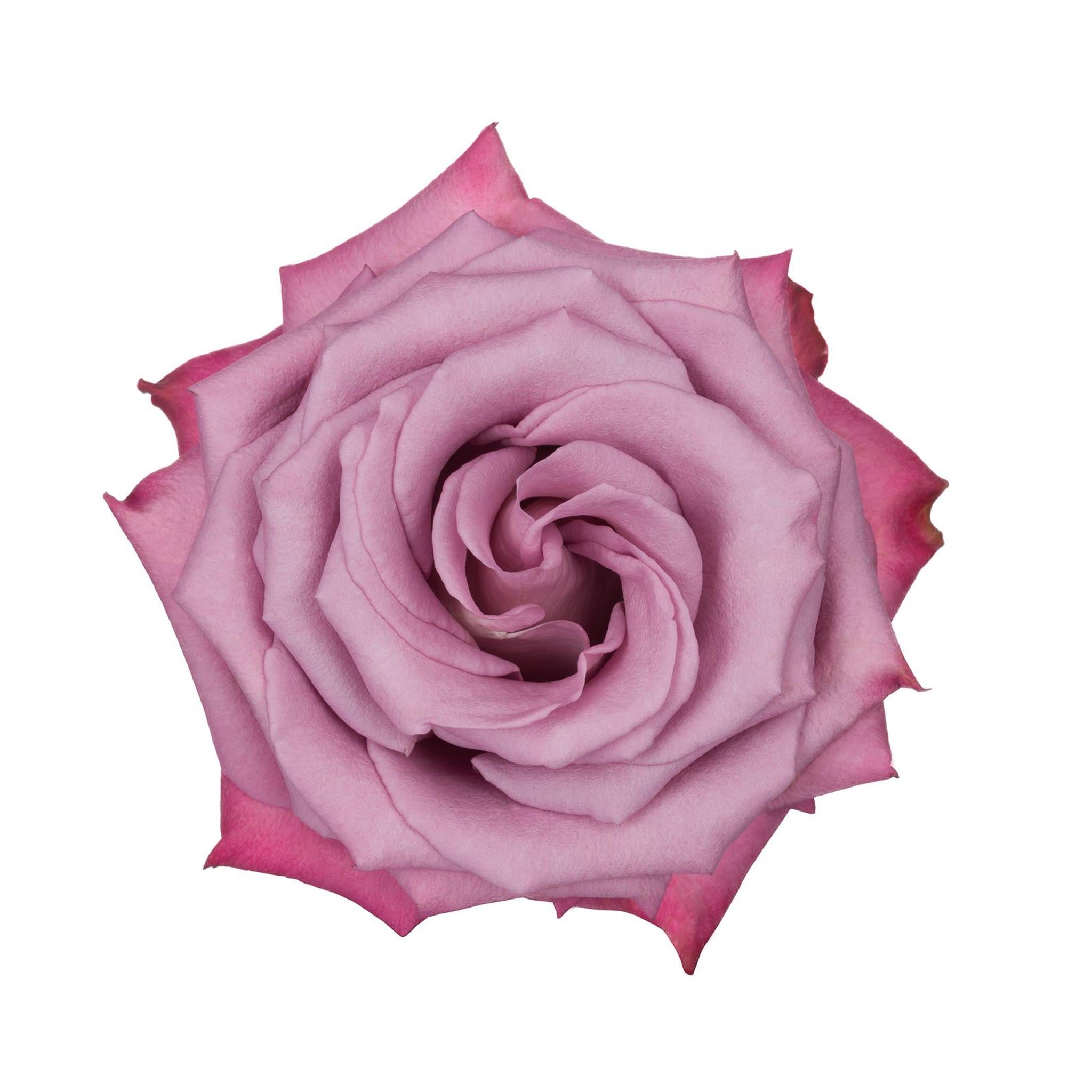 Friends and Family – FriendsandFamily-Rosaprima